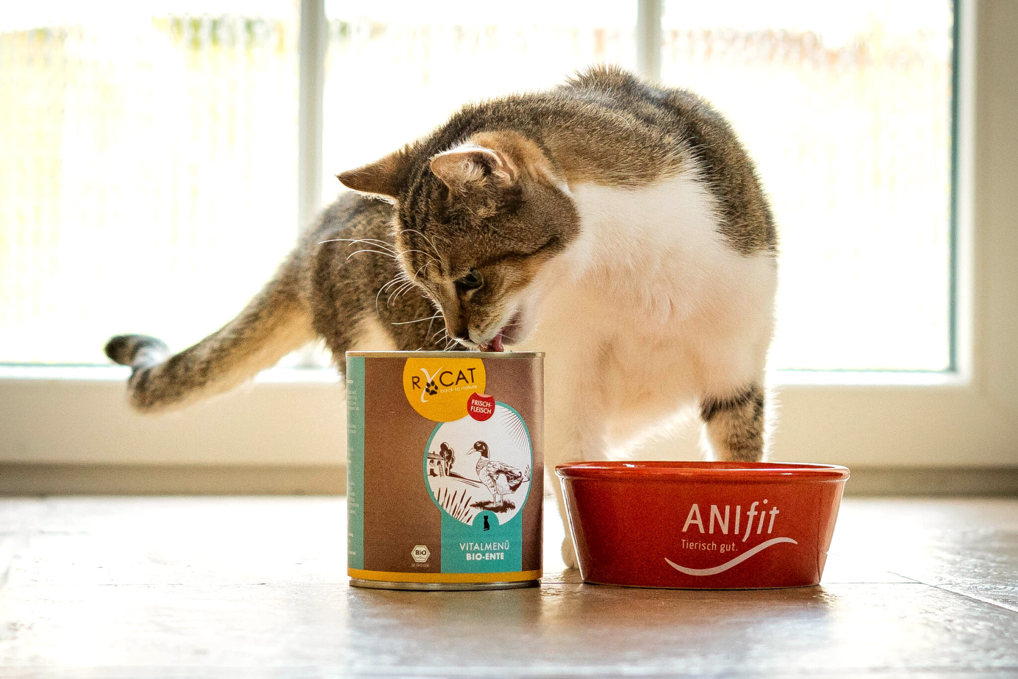 Katzenfutter mit hohem Fleischanteil - Test 2025 Erfahrungen