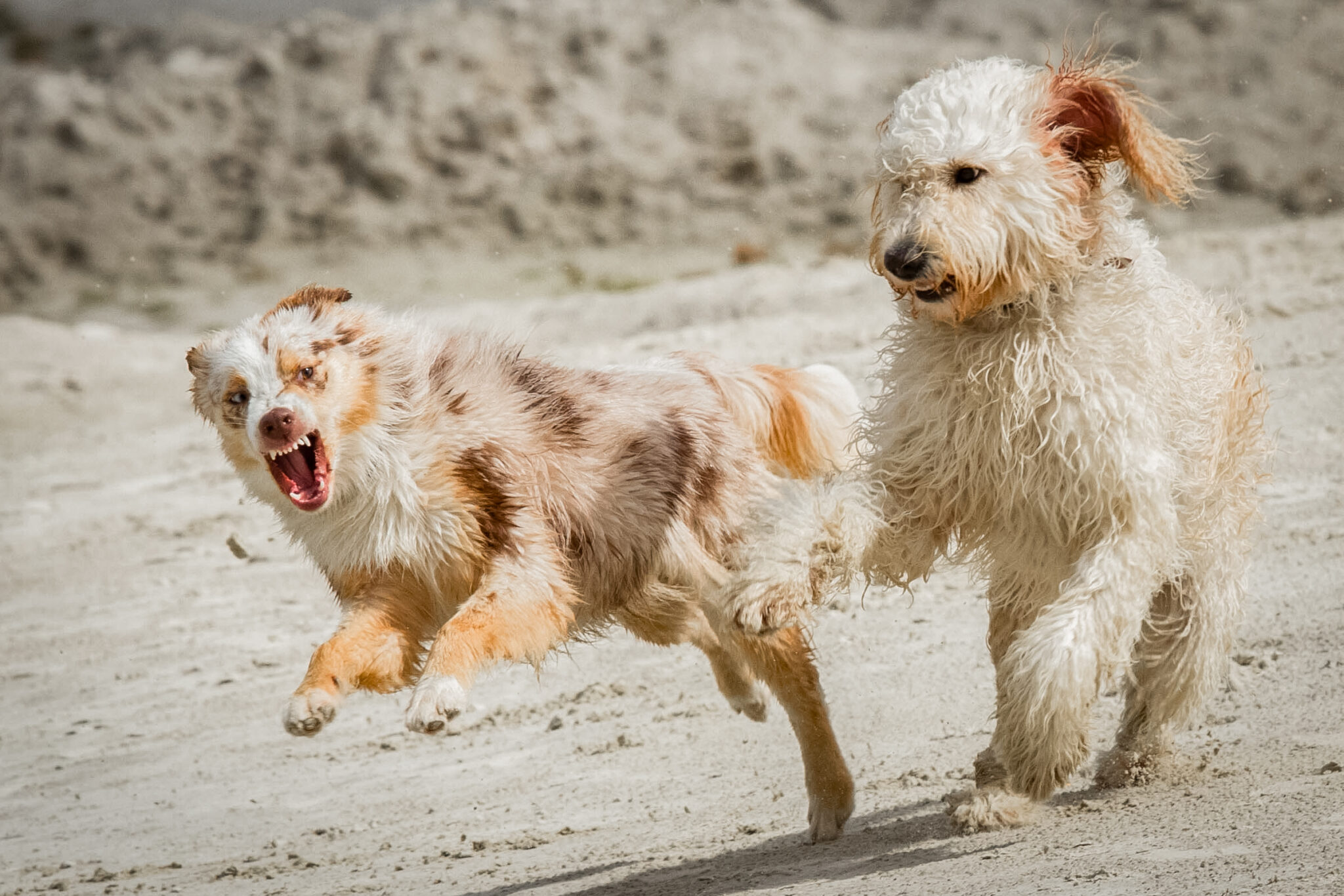 Mobbing unter Hunden: 7 Tipps zum Erkennen & Gegensteuern