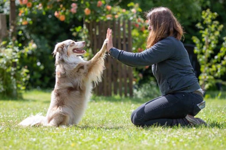 Dogdancing: Intensive Mensch-Hund-Beziehung beim Tanzen