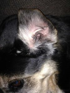 Ohrmilben beim Hund - Erkennen und Behandeln - Pfoten.net