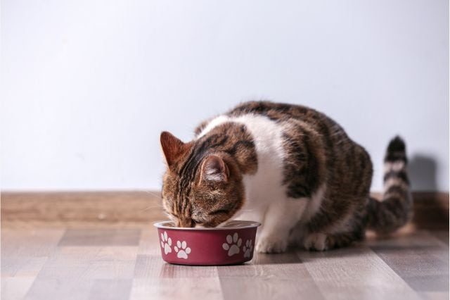 Pawsome!® Adult Ente Katzenfutter im Test 2026 - Das Magazin für ...